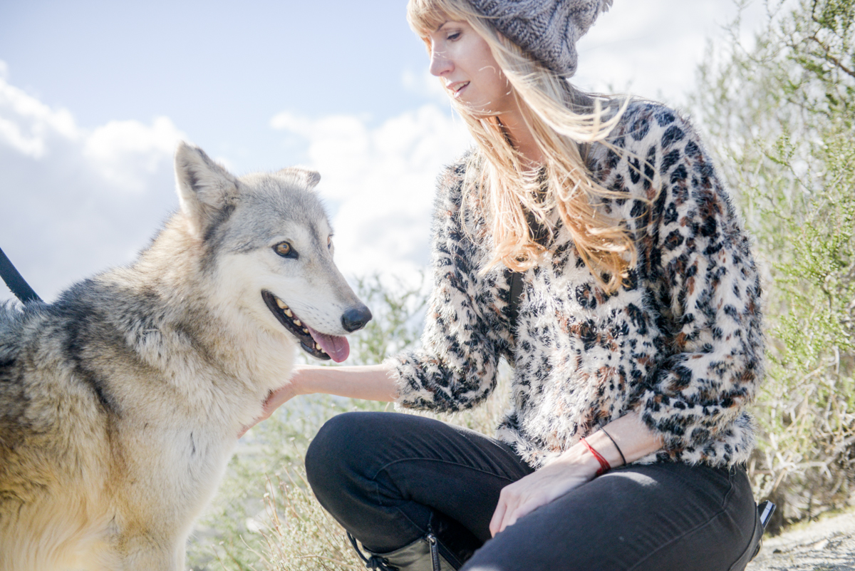 Wolf Connection ~ Acton, CA | Sirens & Scoundrels